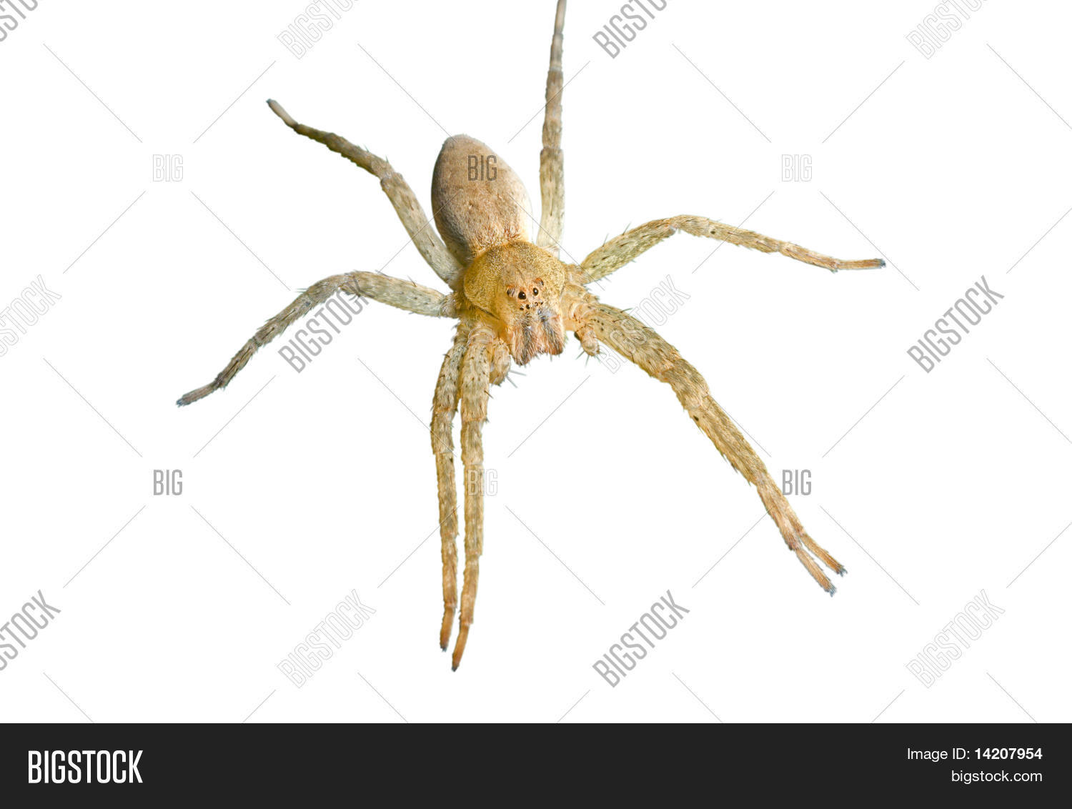 Spider (pisauridae) Image & Photo (Free Trial) | Bigstock