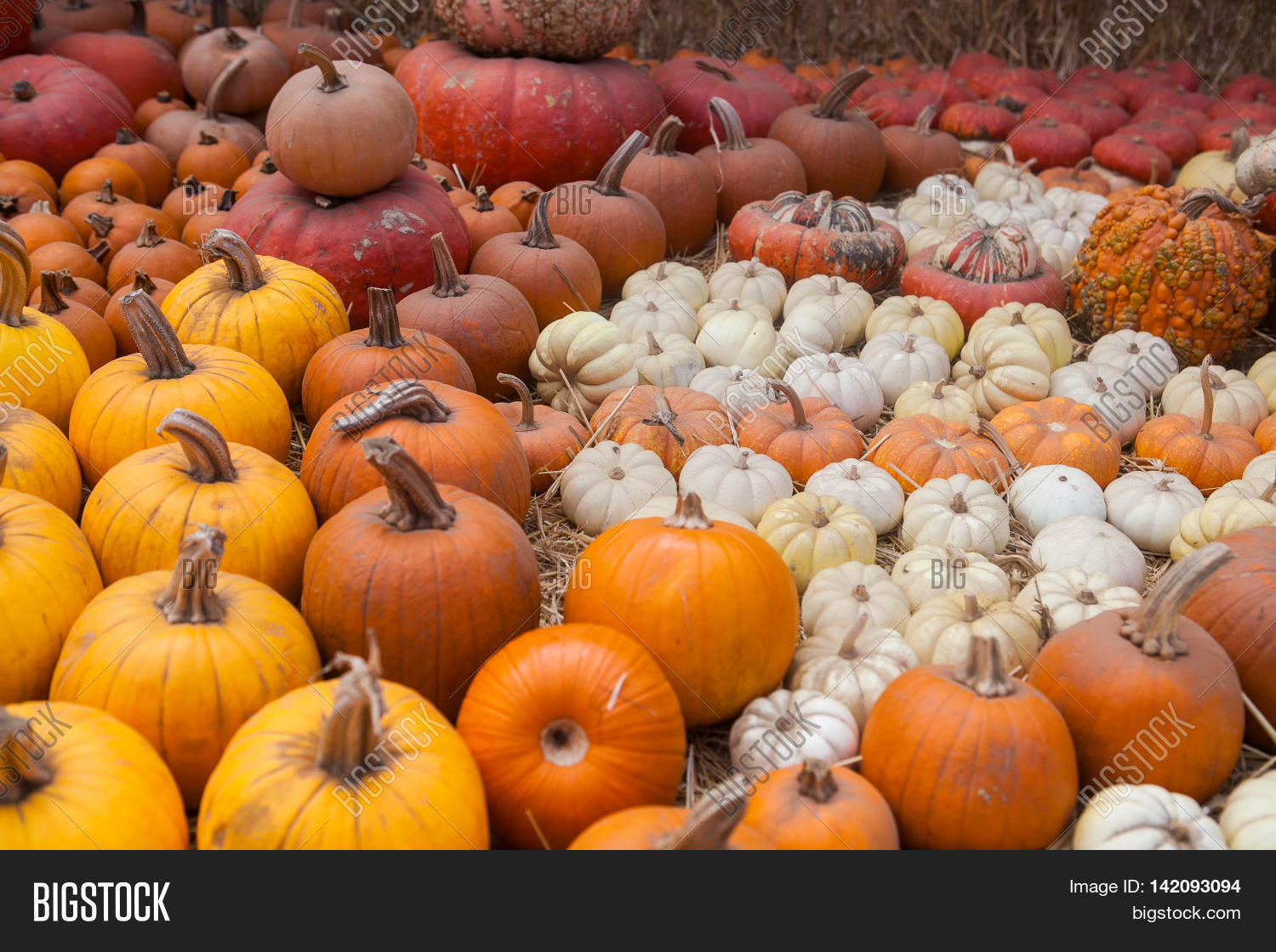 Autumn Pumpkin Image & Photo (Free Trial) | Bigstock