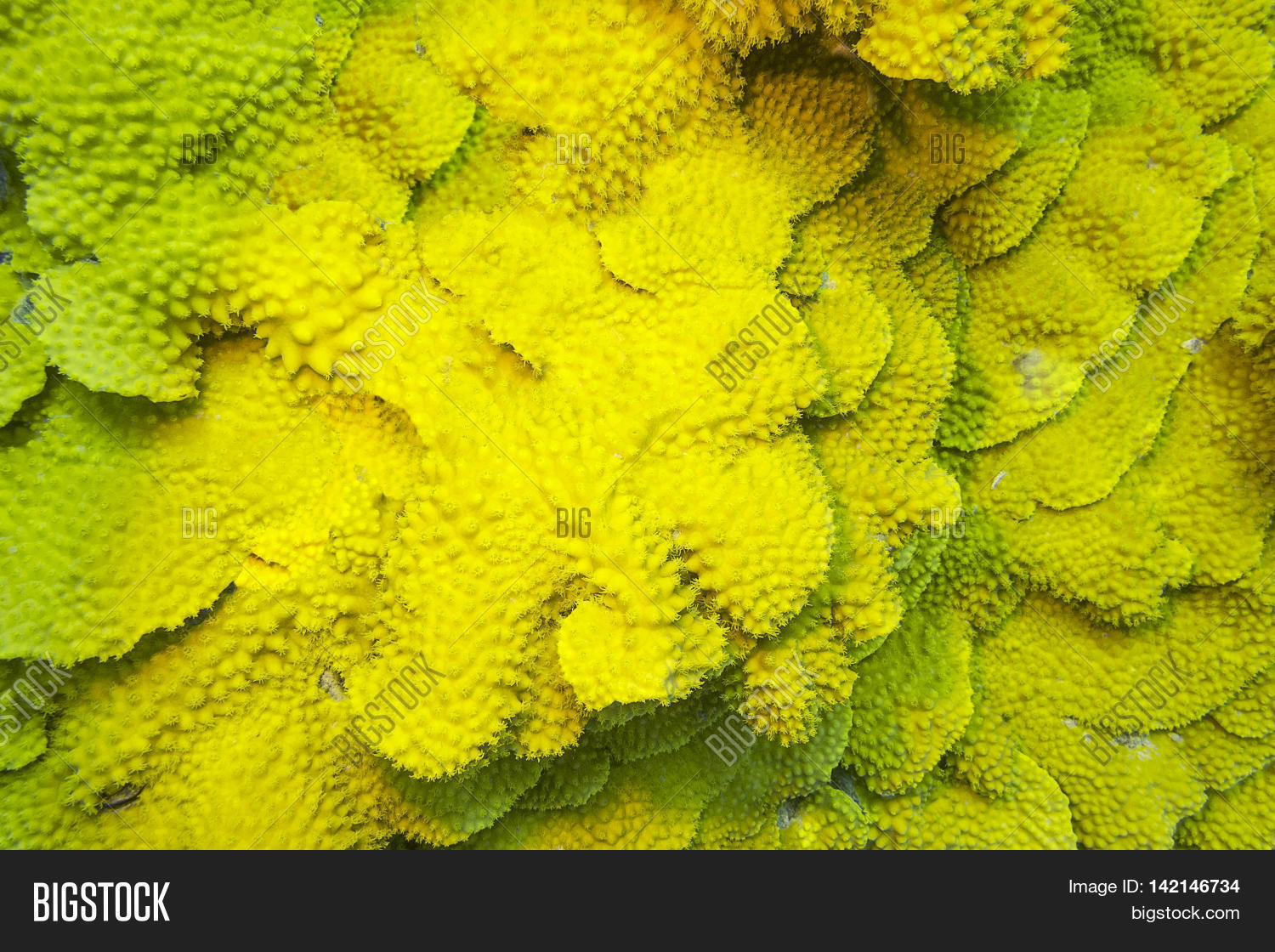 Coral Reef Yellow Image & Photo (Free Trial) | Bigstock