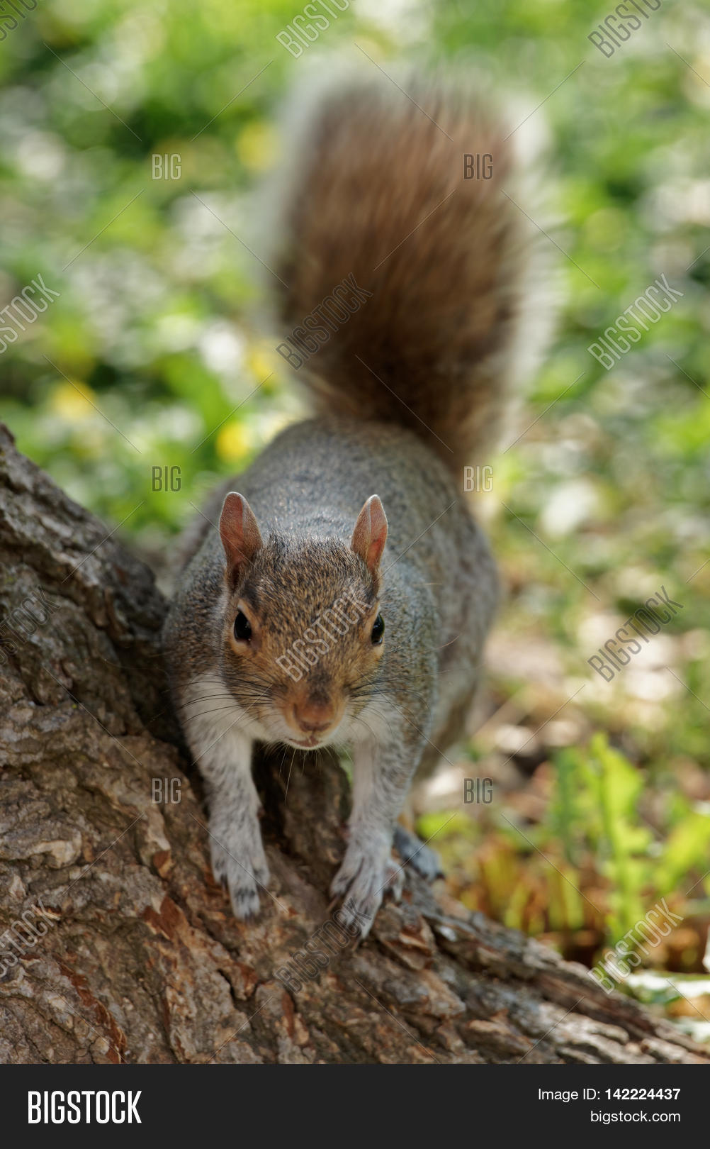 Small Curious Squirrel Image & Photo (Free Trial) | Bigstock
