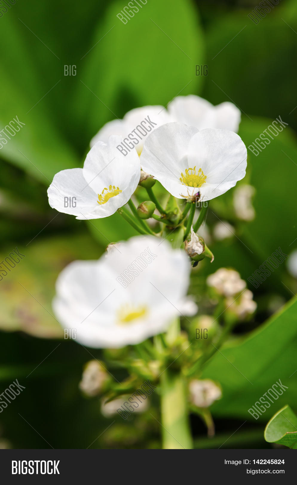 Beautiful Small White Image & Photo (Free Trial) | Bigstock