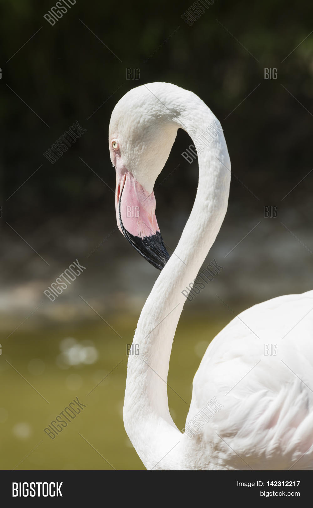 Pink Flamingo Farm Image & Photo (Free Trial) | Bigstock
