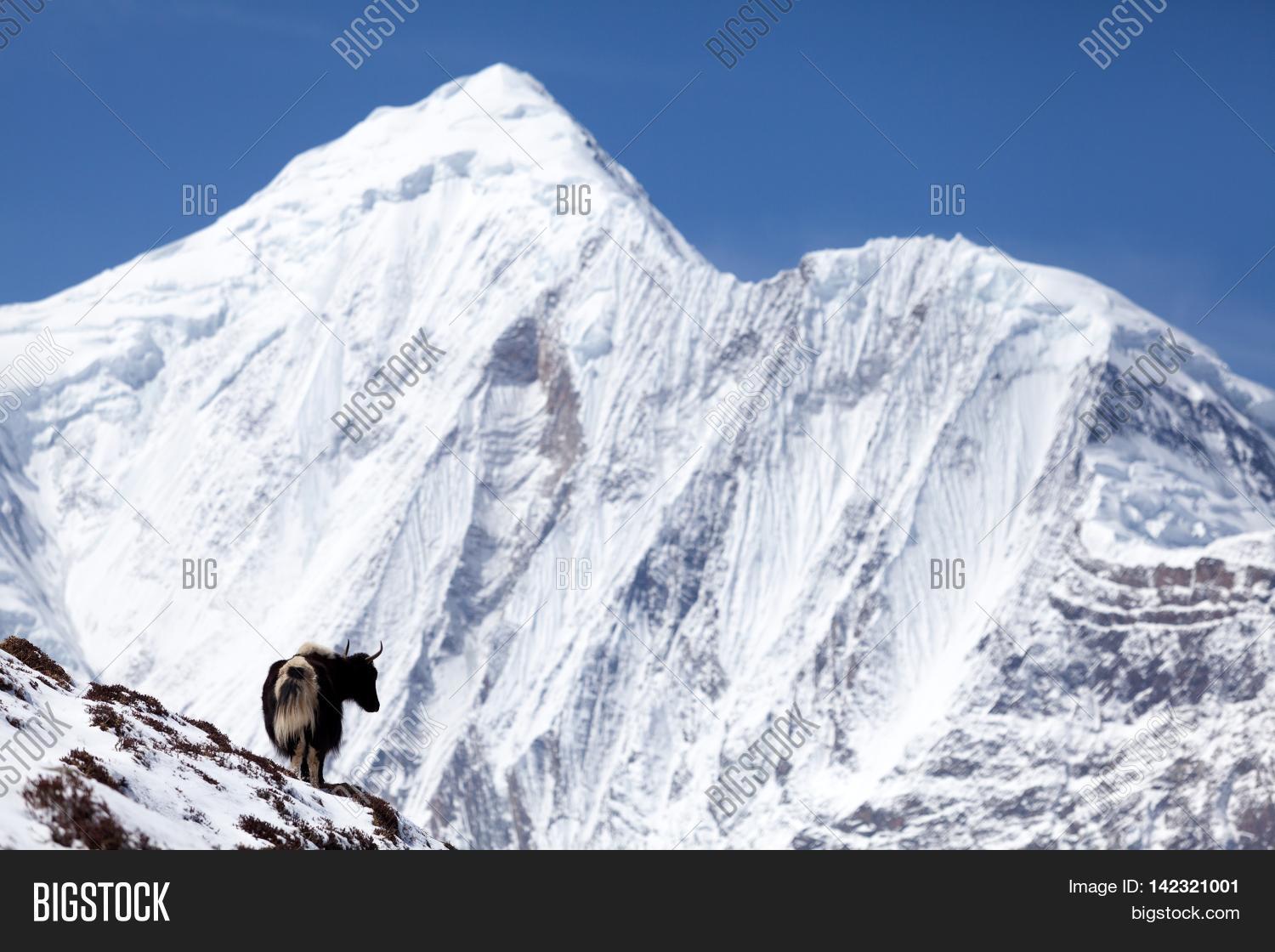 Yak Snow Mountain Image & Photo (Free Trial) | Bigstock