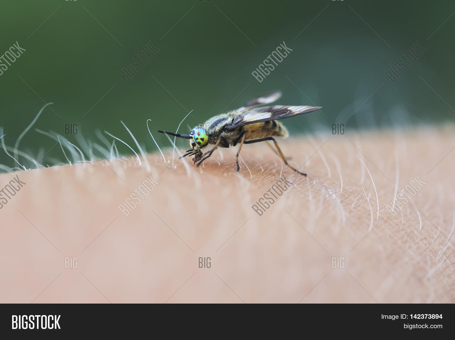 Insect Gadfly Big Eyes Image & Photo (Free Trial) | Bigstock