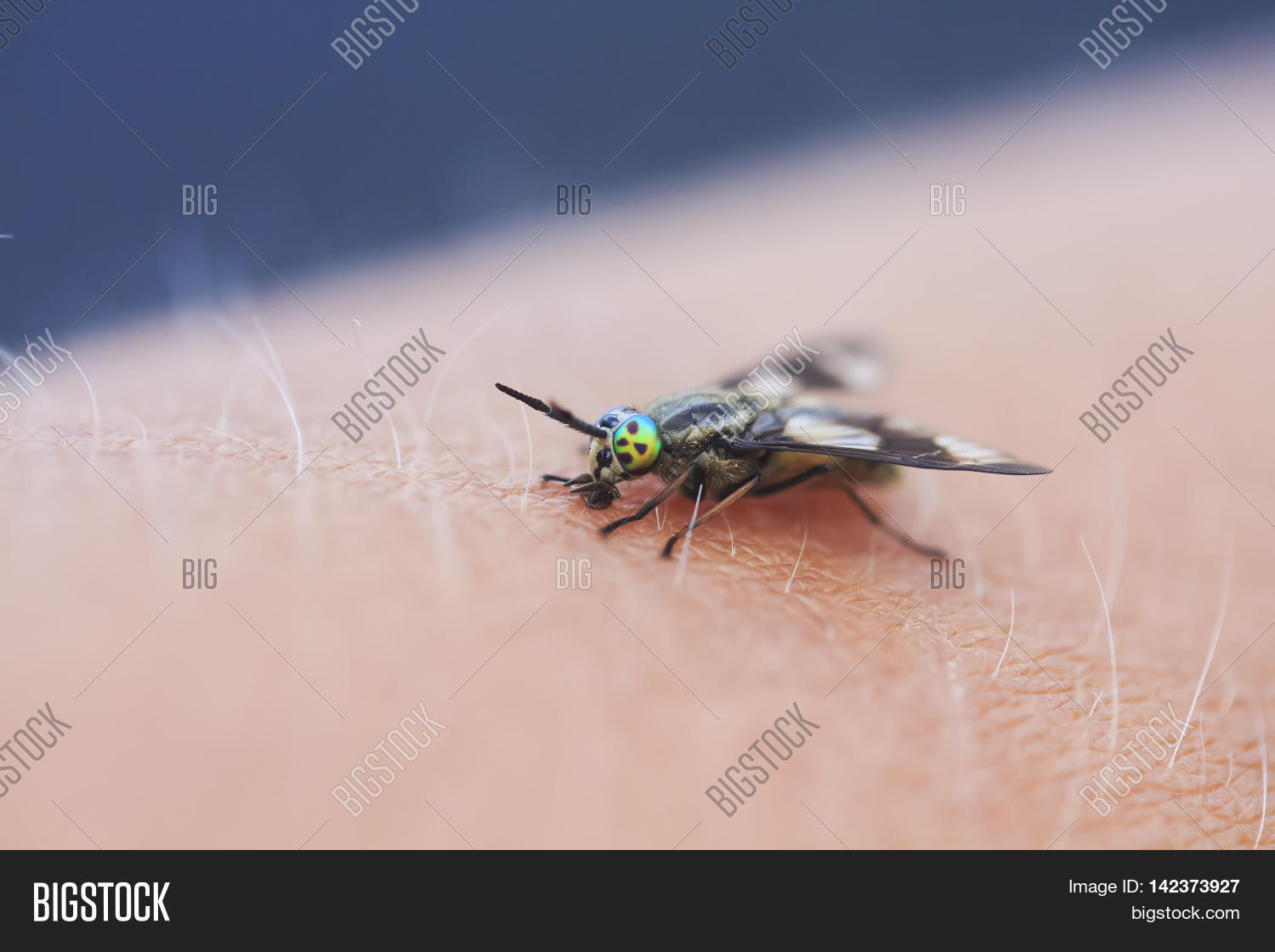 Terrible Nasty Gadfly Image & Photo (Free Trial) | Bigstock