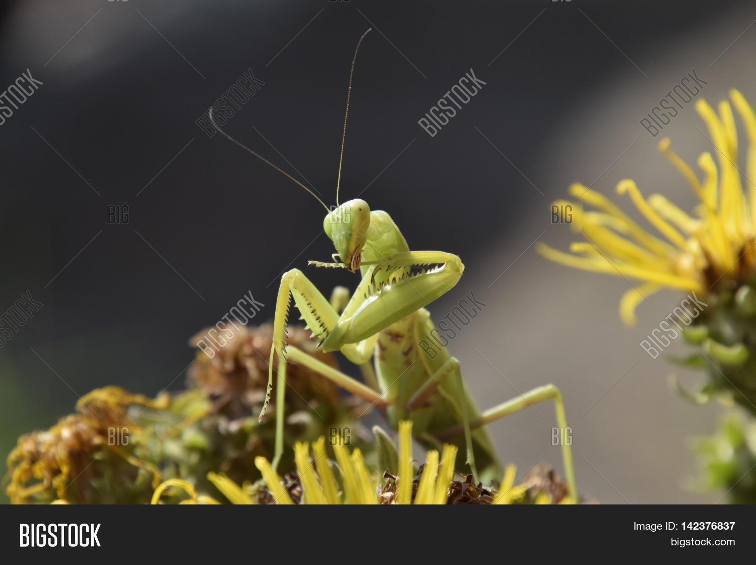 Female Mantis Religios Image & Photo (Free Trial) | Bigstock