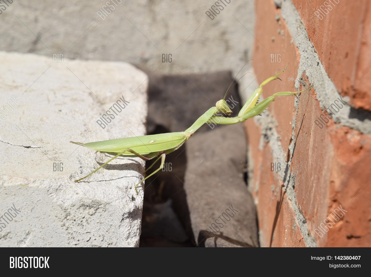 Mantis, Climbing On Image & Photo (Free Trial) | Bigstock