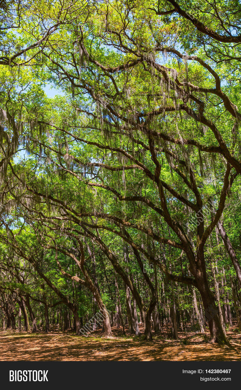 Canopy Old Live Oak Image & Photo (Free Trial) | Bigstock