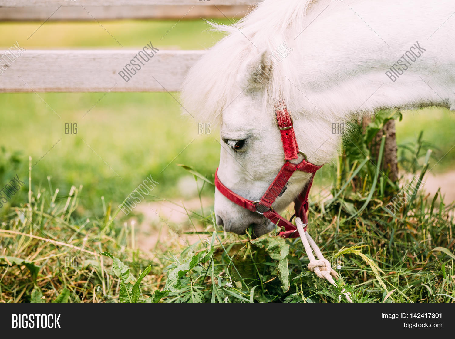 Nice White Pony Eating Image & Photo (Free Trial) | Bigstock