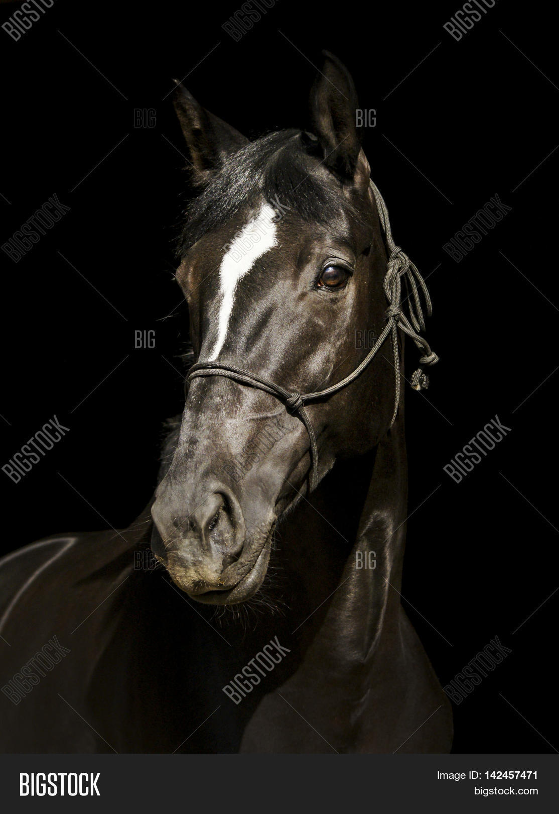 Black Horse Halter Image & Photo (Free Trial) | Bigstock