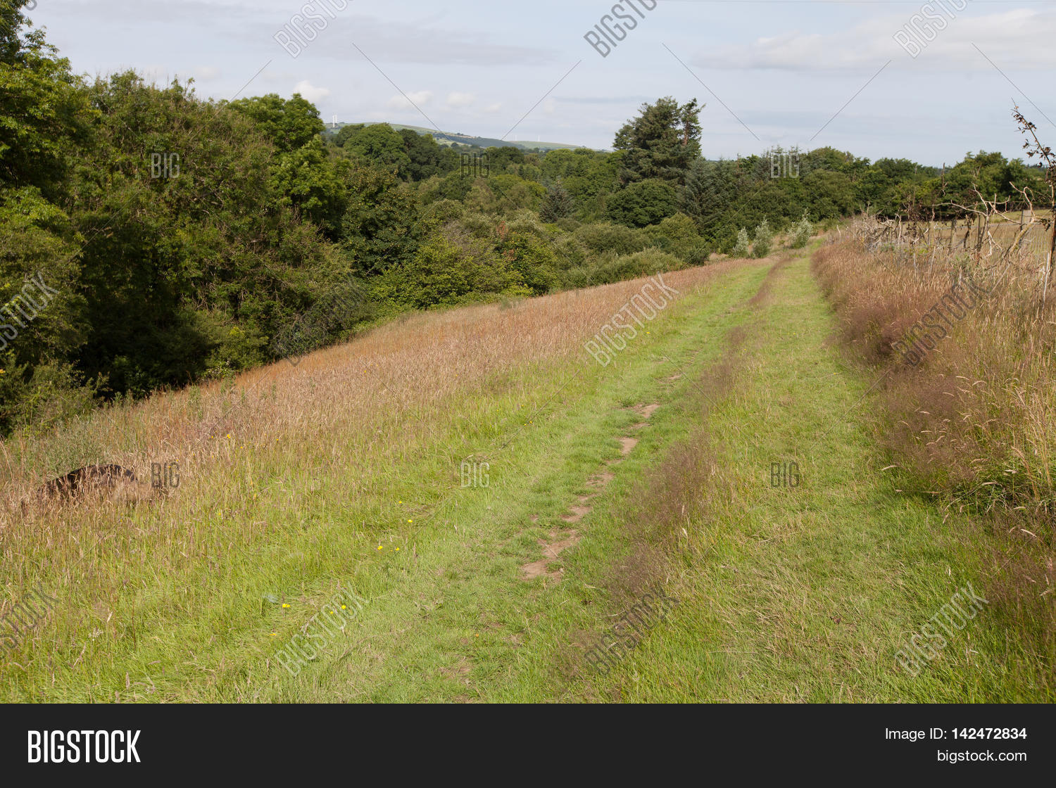 Meadow Long Grass Image & Photo (Free Trial) | Bigstock