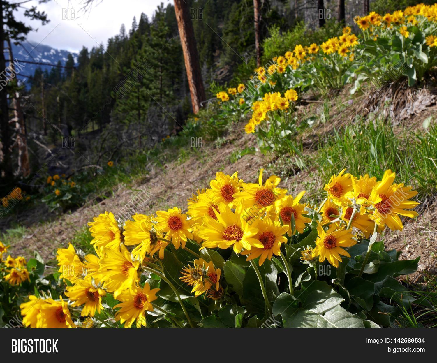 Balsam Root Flowers Image & Photo (Free Trial) | Bigstock