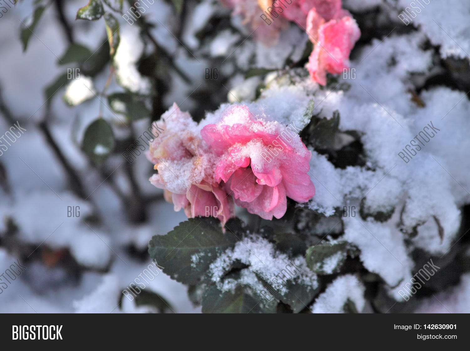 Pink Rose Snow. Snow Image & Photo (Free Trial) | Bigstock