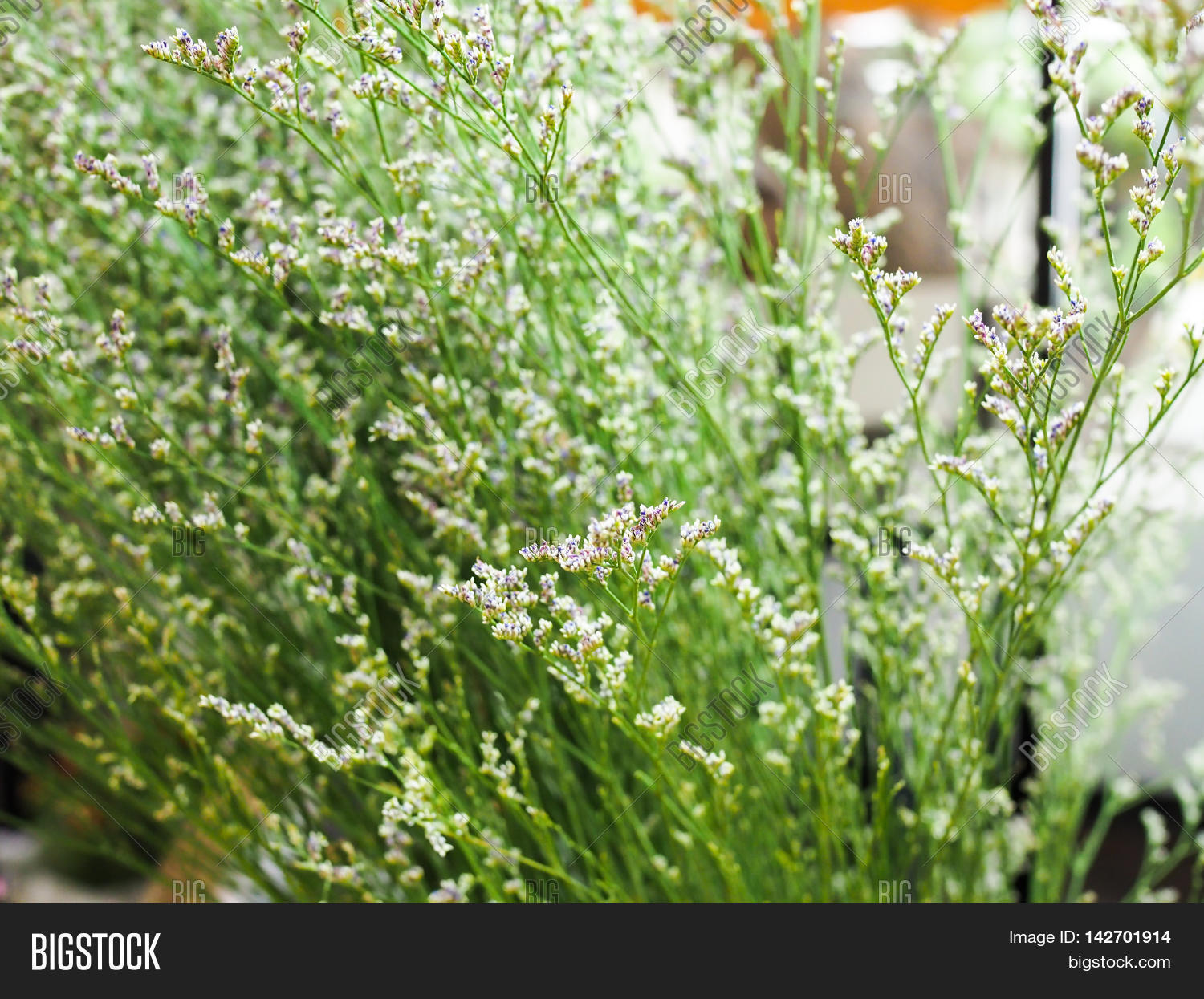 Gypsy Flowers Image & Photo (Free Trial) | Bigstock