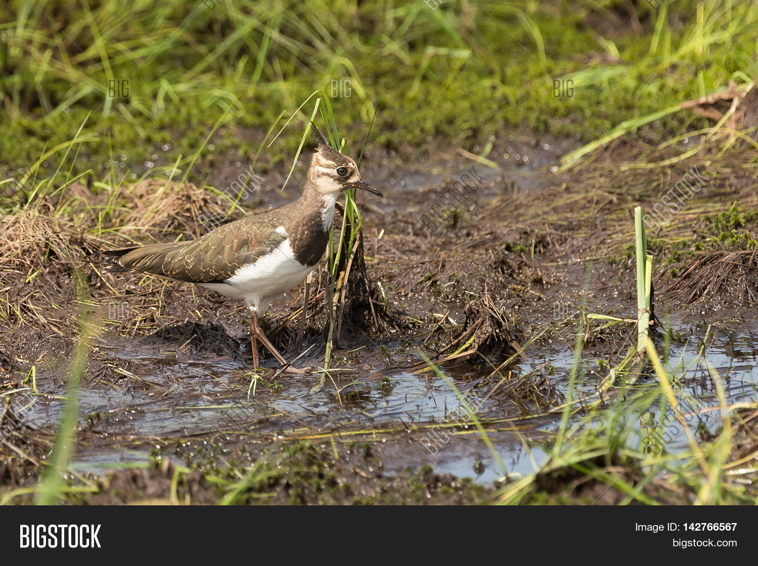 Pied Lapwing Walks On Image & Photo (Free Trial) | Bigstock