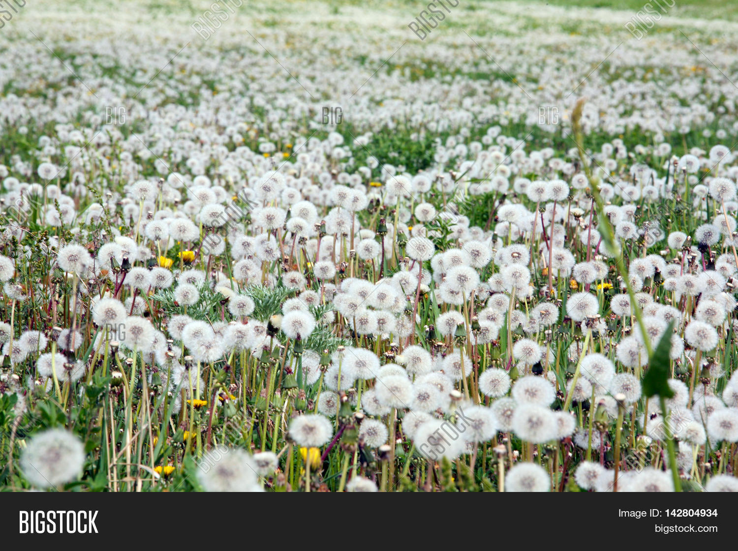 Field Dandelions Image & Photo (Free Trial) | Bigstock
