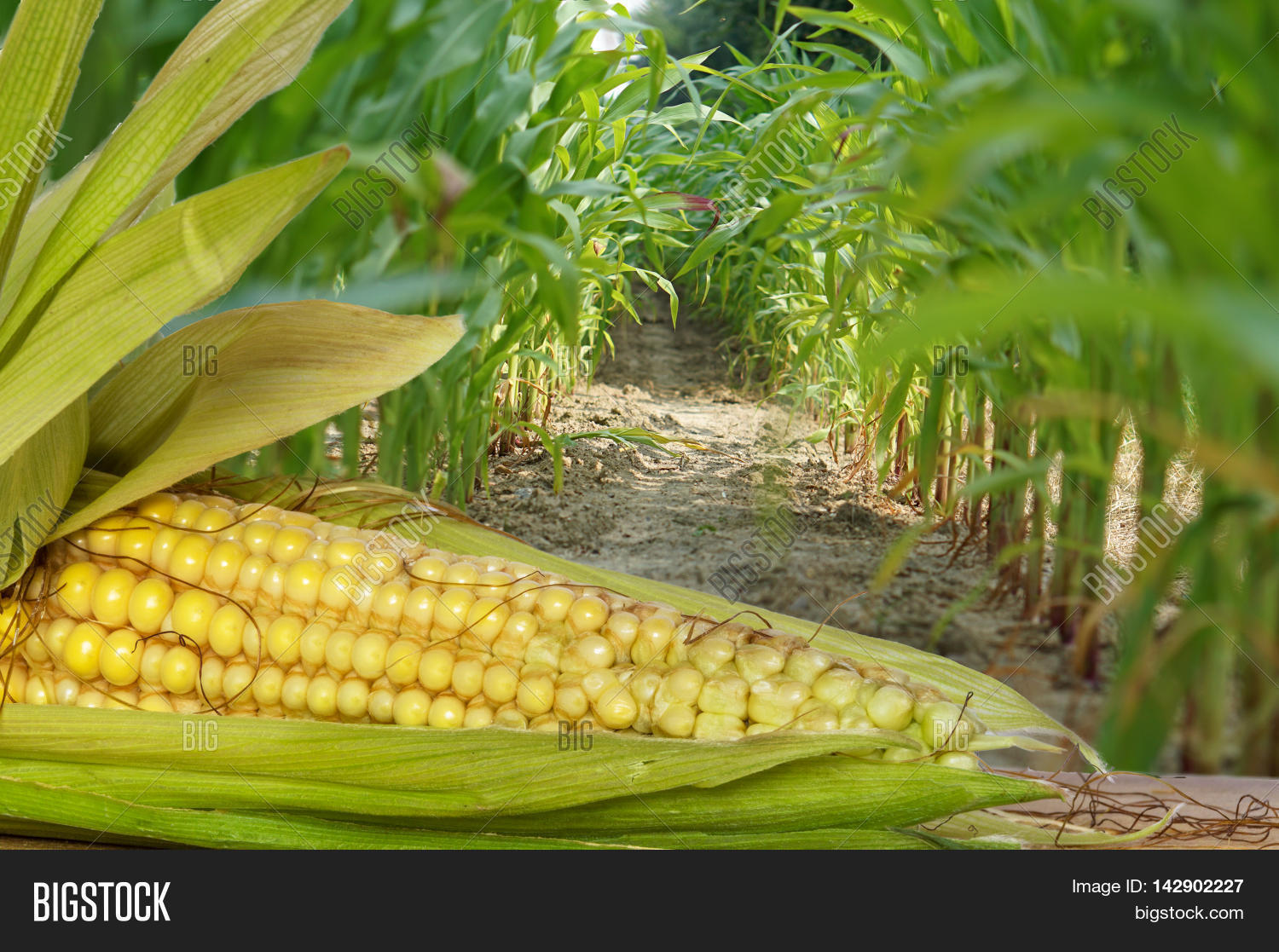 Corn Cob Not Ripe On Image & Photo (Free Trial) | Bigstock