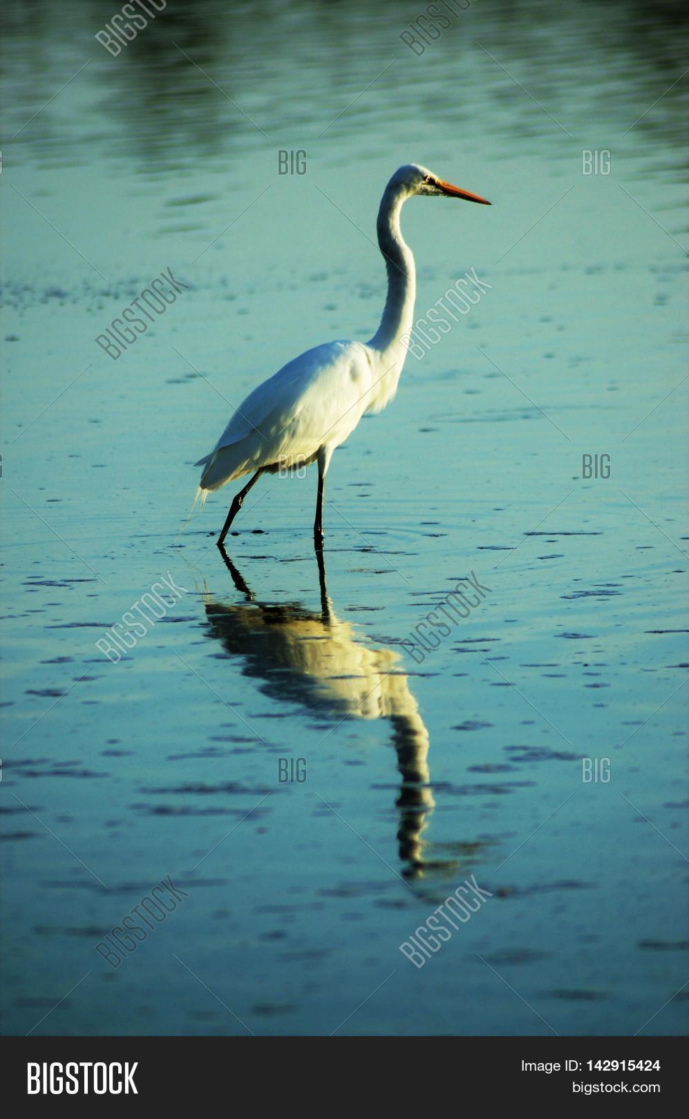Bird Wading Water, Image & Photo (Free Trial) | Bigstock