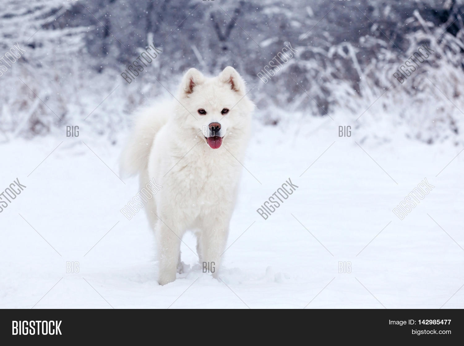 White Dog Samoyed Image & Photo (Free Trial) | Bigstock