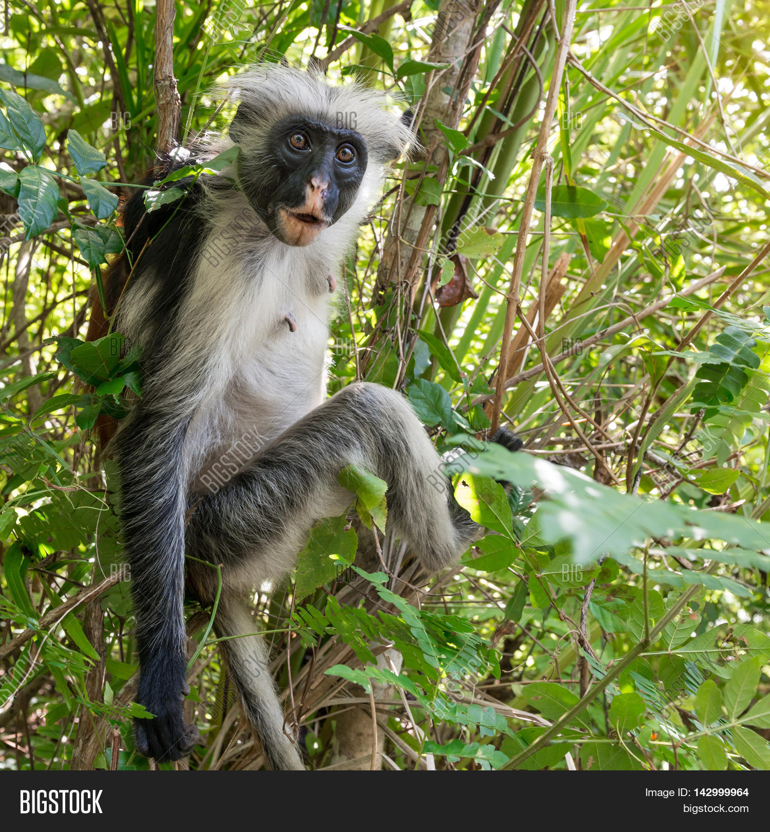 Curious Shaggy Ape On Image & Photo (Free Trial) | Bigstock