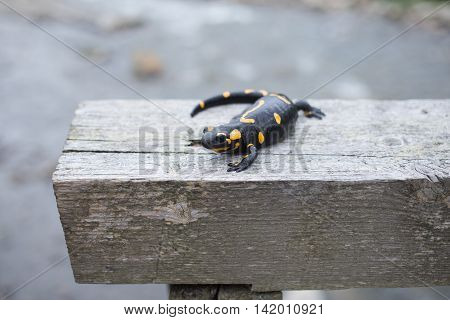 Beautiful Salamander Image & Photo (Free Trial) | Bigstock