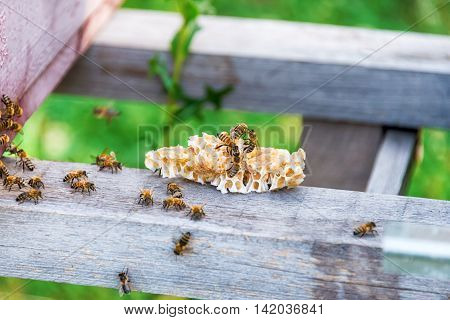 Honey Bees Swarming Image & Photo (Free Trial) | Bigstock