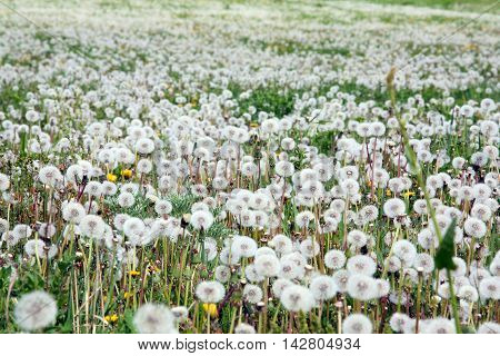 Field Dandelions Image & Photo (Free Trial) | Bigstock