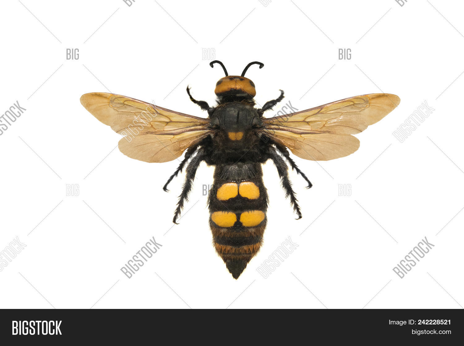 Scolia Flavifrons Image & Photo (Free Trial) | Bigstock