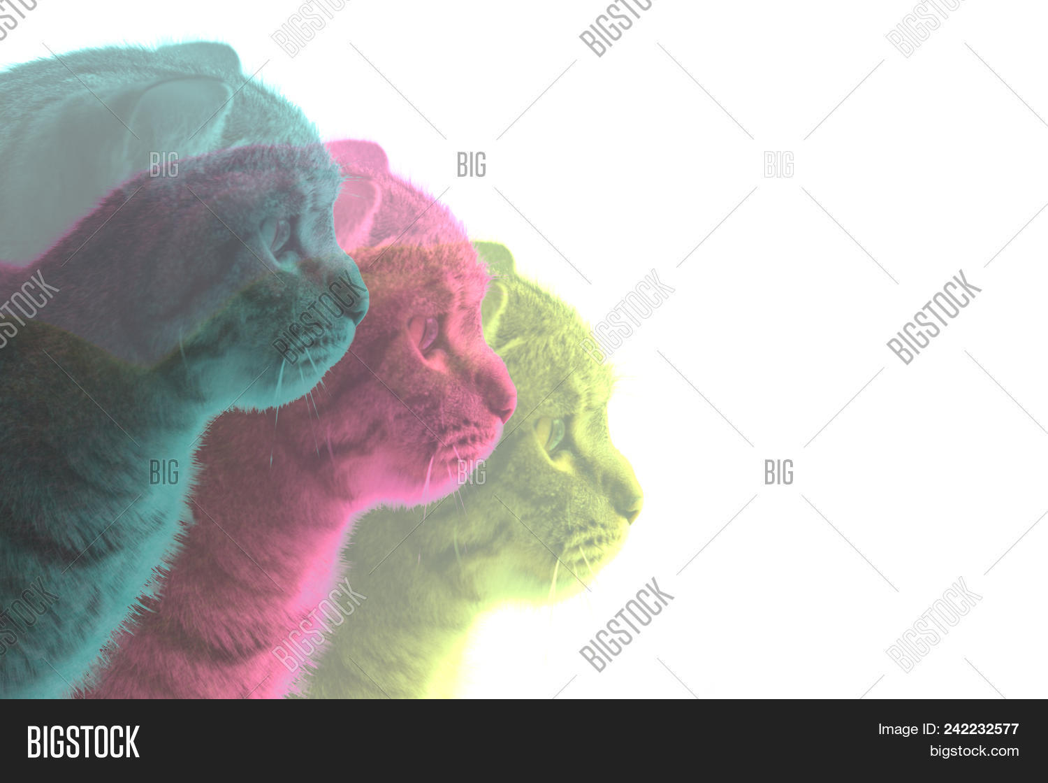 Triple Portrait Cat Image & Photo (Free Trial) | Bigstock