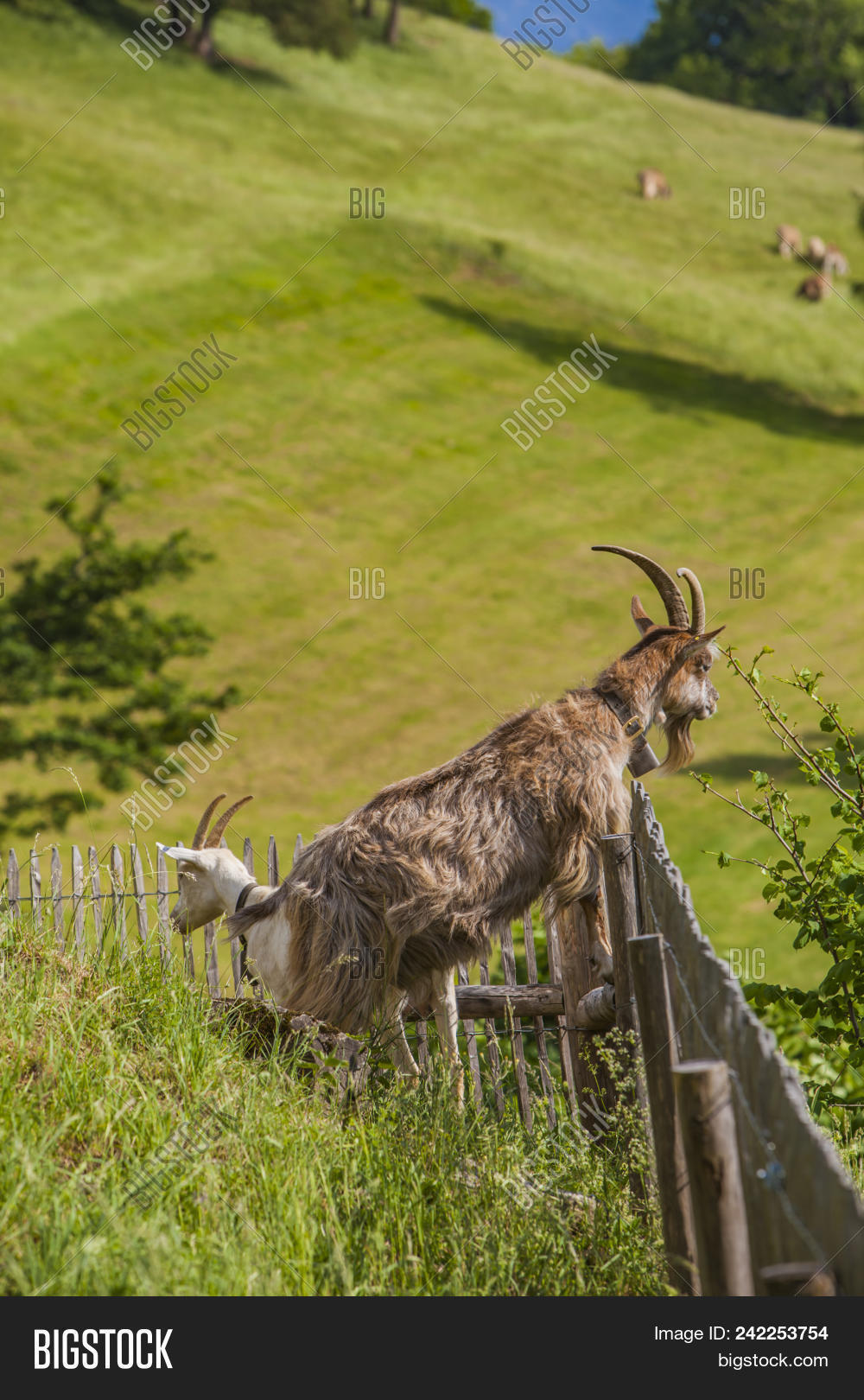 View Goat On Alpine Image & Photo (Free Trial) | Bigstock
