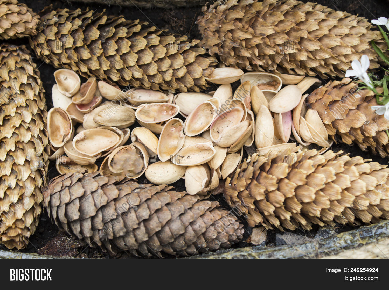 Cedar Nut, Pine Cone Image & Photo (Free Trial) | Bigstock