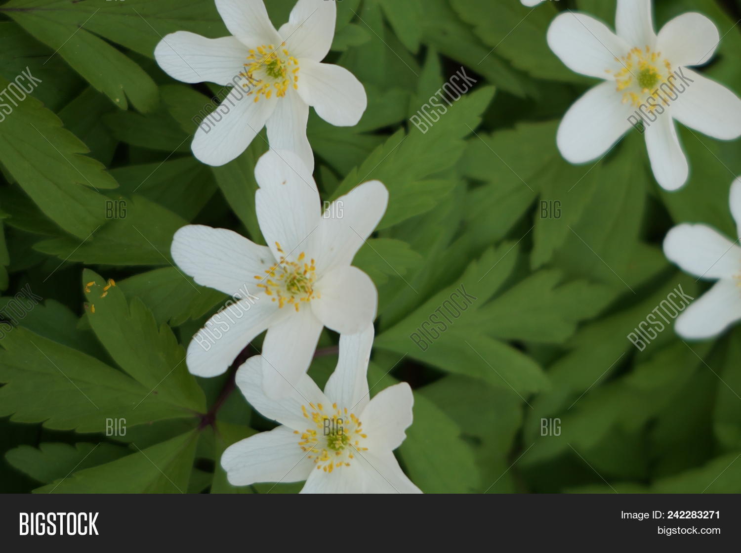 Spring Wild Flowers, Image & Photo (Free Trial) | Bigstock