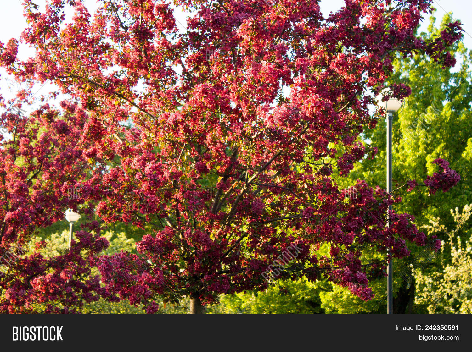 Beautiful Red Sakura Image & Photo (Free Trial) | Bigstock