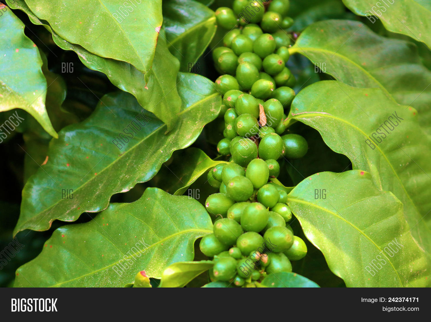 Coffea Plant Known Image & Photo (Free Trial) | Bigstock