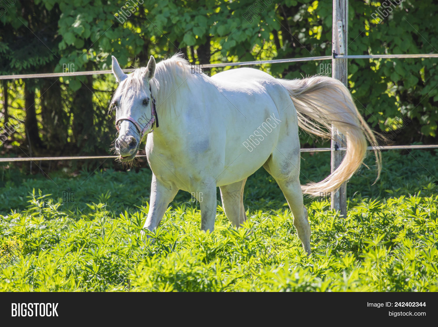 Funny White Hanoverian Image & Photo (Free Trial) | Bigstock
