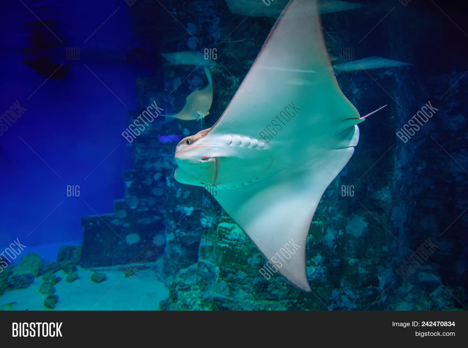 Stingray Flat Marine Image & Photo (Free Trial) | Bigstock
