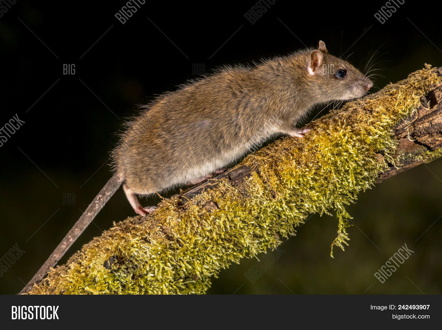 Wild Brown Rat On Log Image & Photo (Free Trial) | Bigstock