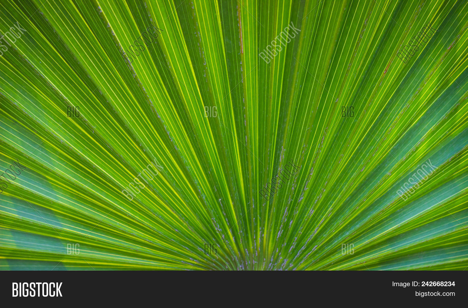 Leaf Organ Vascular Image & Photo (Free Trial) | Bigstock
