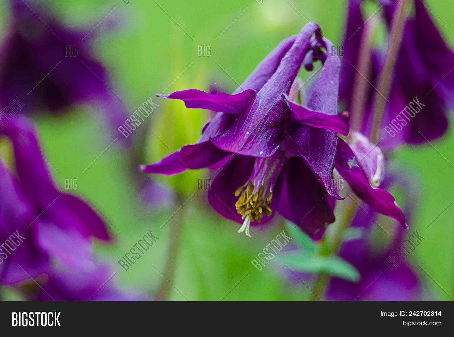 Good High Columbine Image & Photo (Free Trial) | Bigstock
