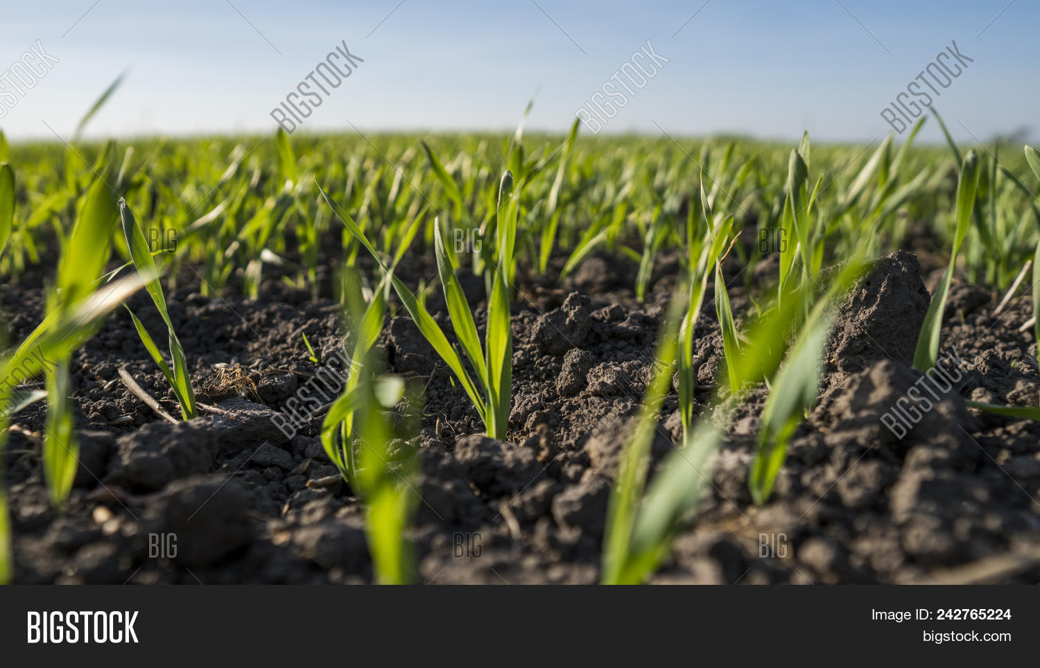 Young Wheat Seedlings Image & Photo (Free Trial) | Bigstock