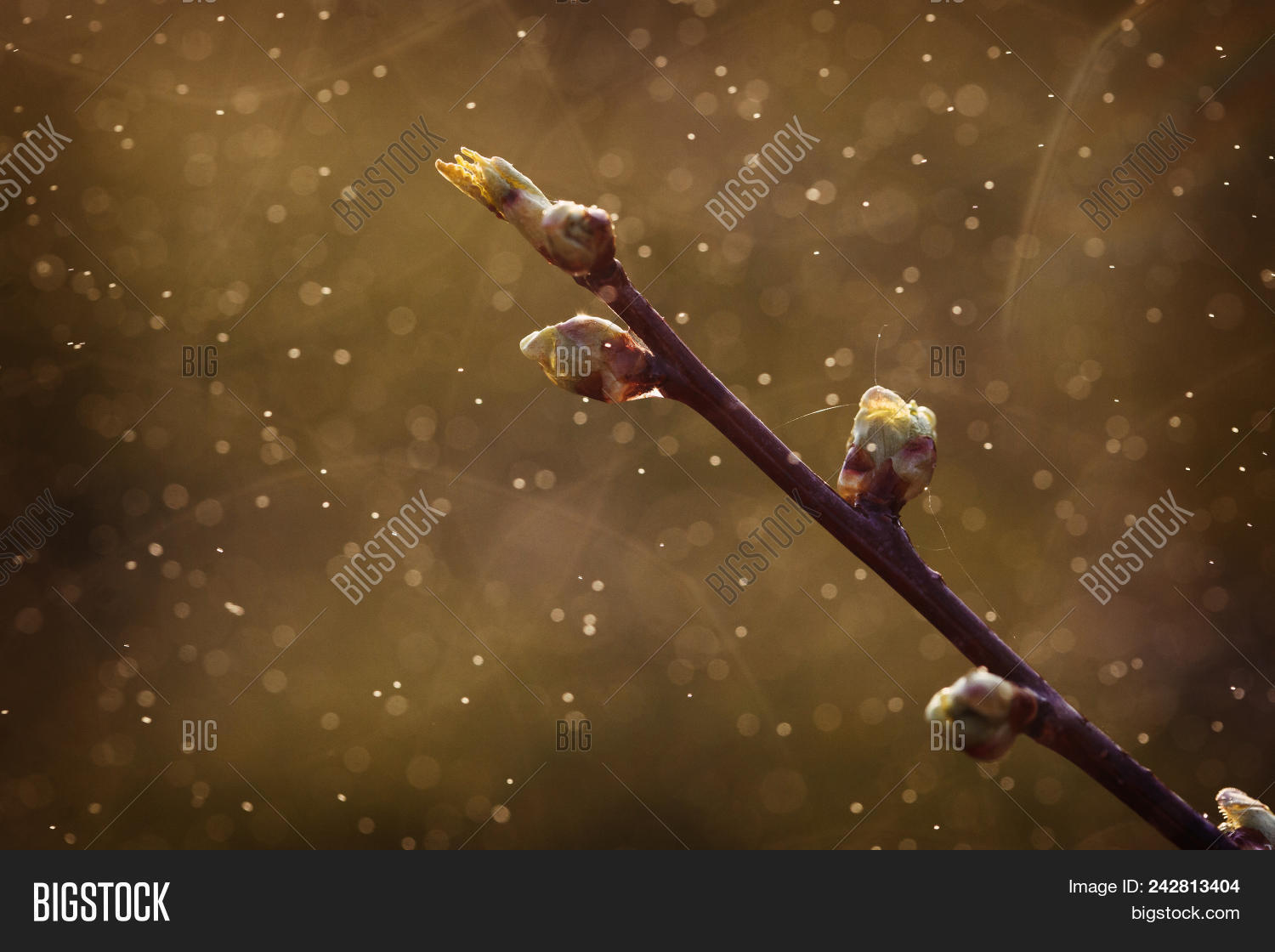 Serrate Dung Moss Image & Photo (Free Trial) | Bigstock