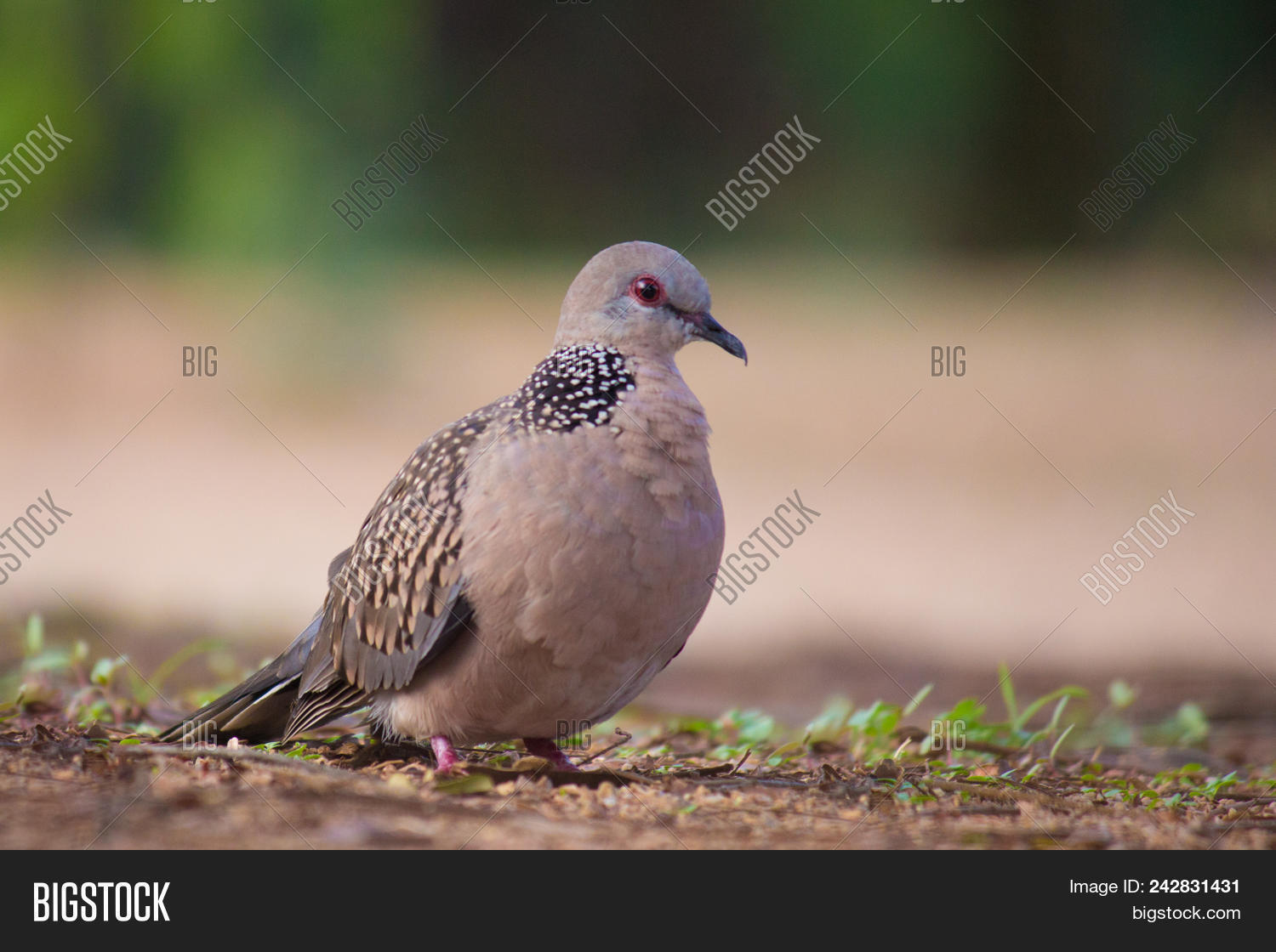 Pigeons Doves Image & Photo (Free Trial) | Bigstock