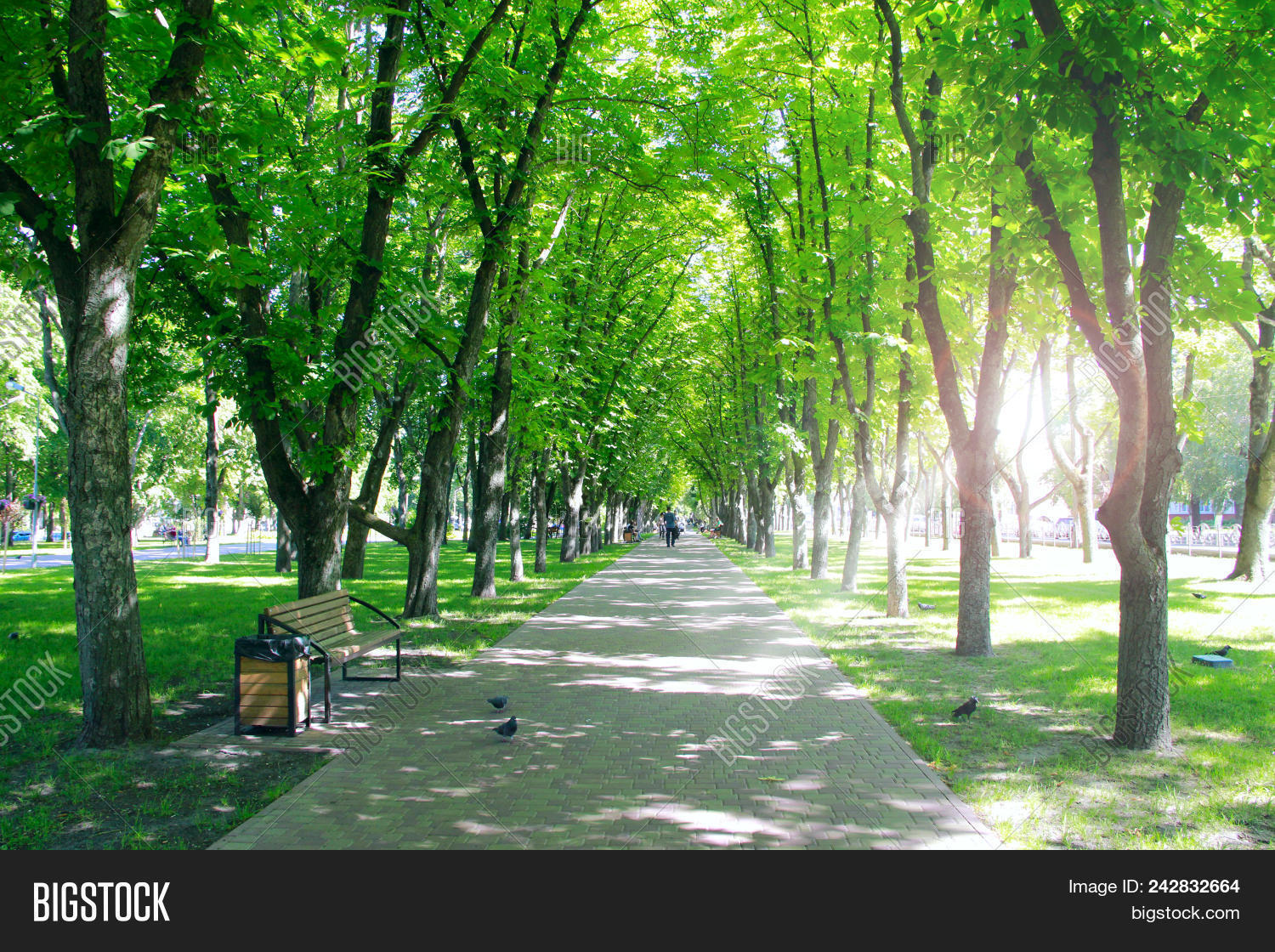 Beautiful City Park Image & Photo (Free Trial) | Bigstock