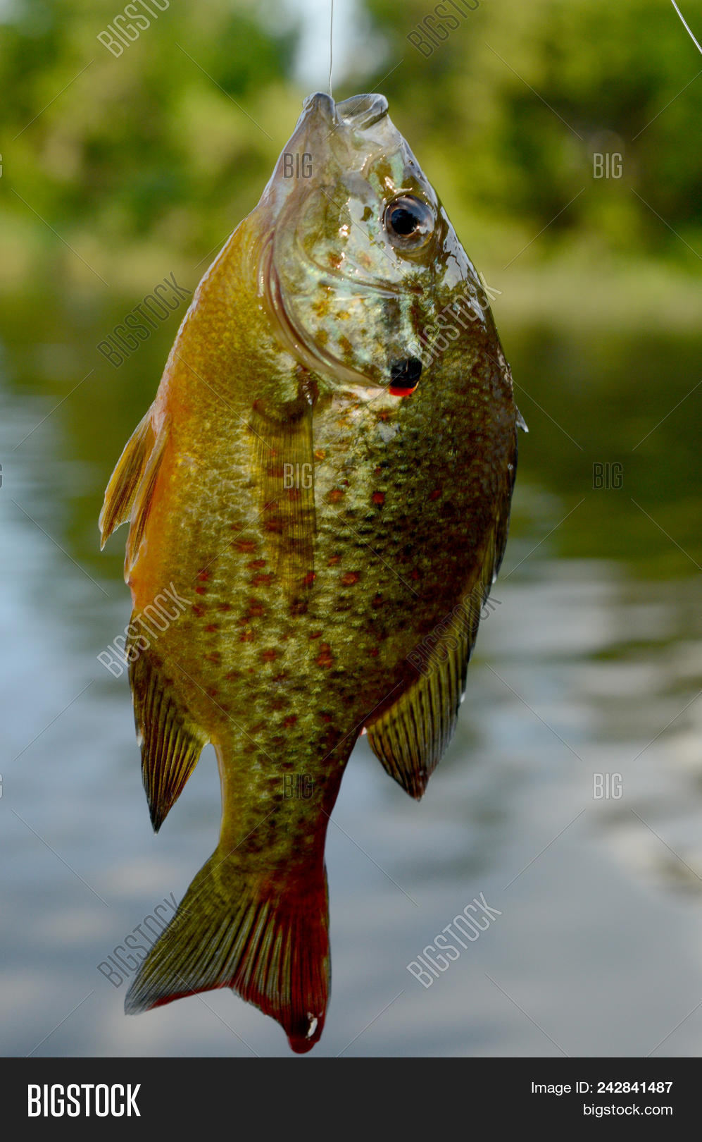 Profile Side View Image & Photo (Free Trial) | Bigstock