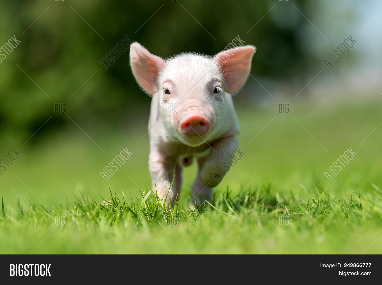 Newborn Piglet On Image & Photo (Free Trial) | Bigstock