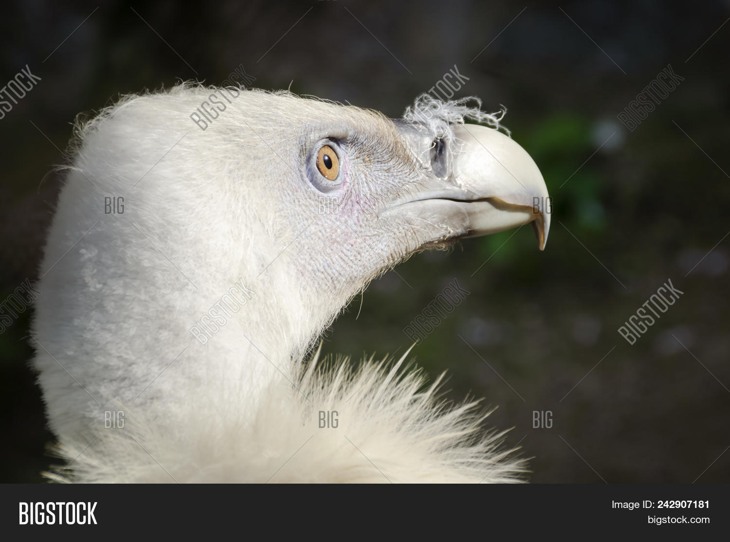 Griffon Vulture Head ( Image & Photo (Free Trial) | Bigstock