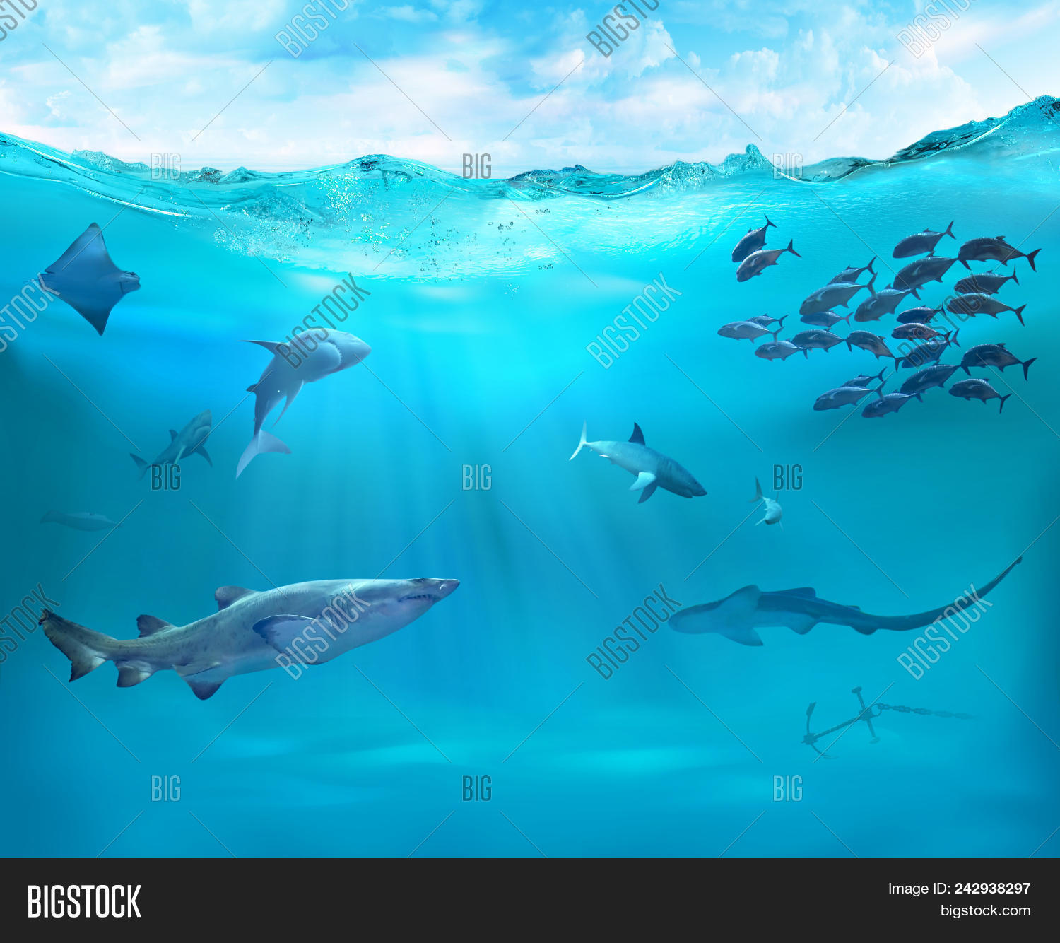Ocean Sharks. Reef Image & Photo (Free Trial) | Bigstock