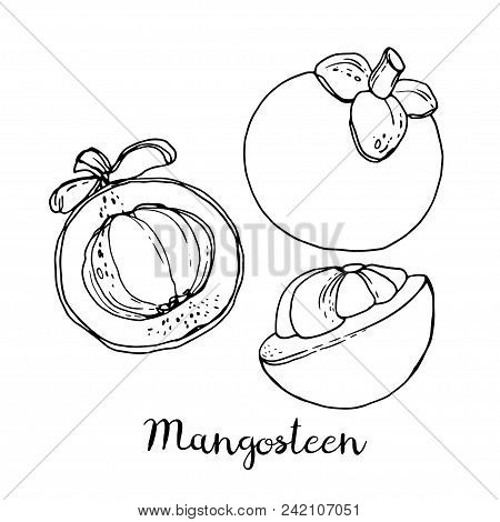 Santol Drawing