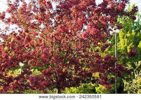 Beautiful Red Sakura Image & Photo (Free Trial) | Bigstock