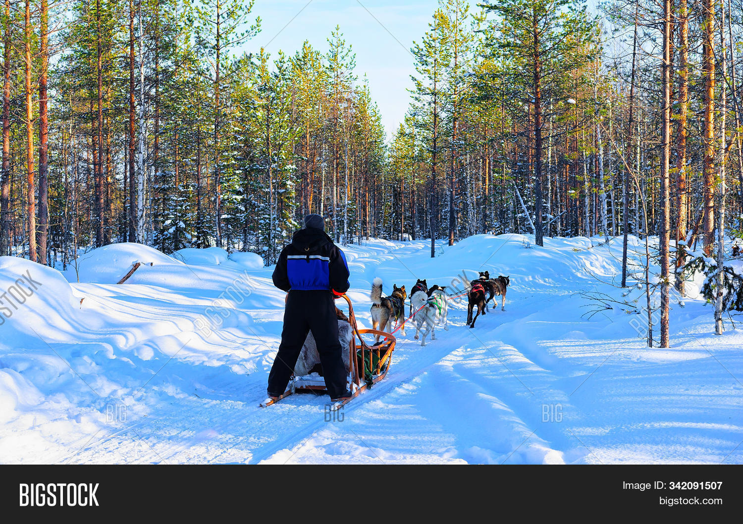 Man Riding Husky Sled Image & Photo (Free Trial) | Bigstock
